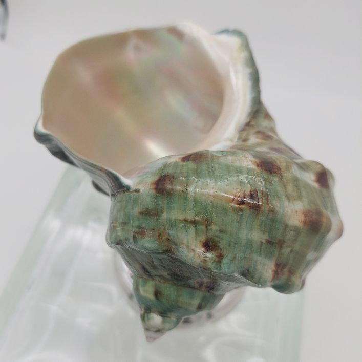 Sterling "Sea Warior" Based Jade Green Turbo Shell - S & K Ltd.